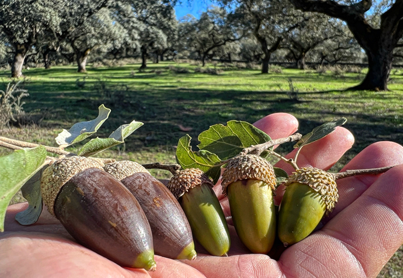 ¿Cómo Distinguir La Bellota De Encina De La De Alcornoque? - Nucleo Jardin