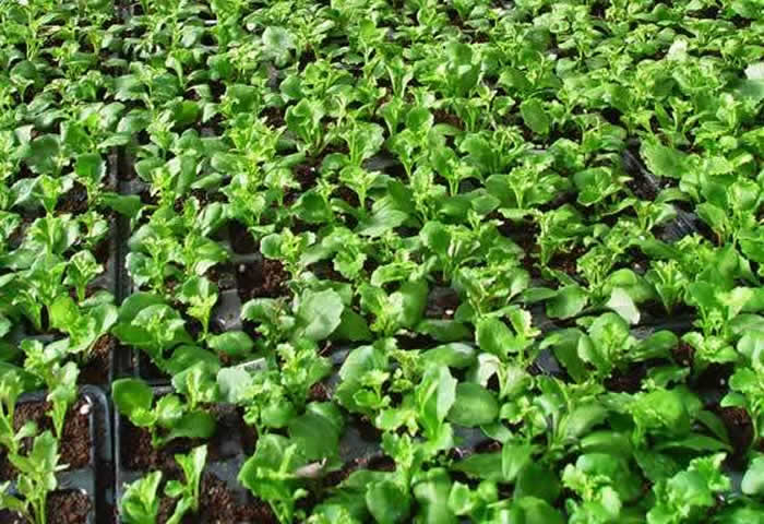 Cómo Mejorar El Enraizamiento De Esquejes Leñosos Utilizando Hormonas ...