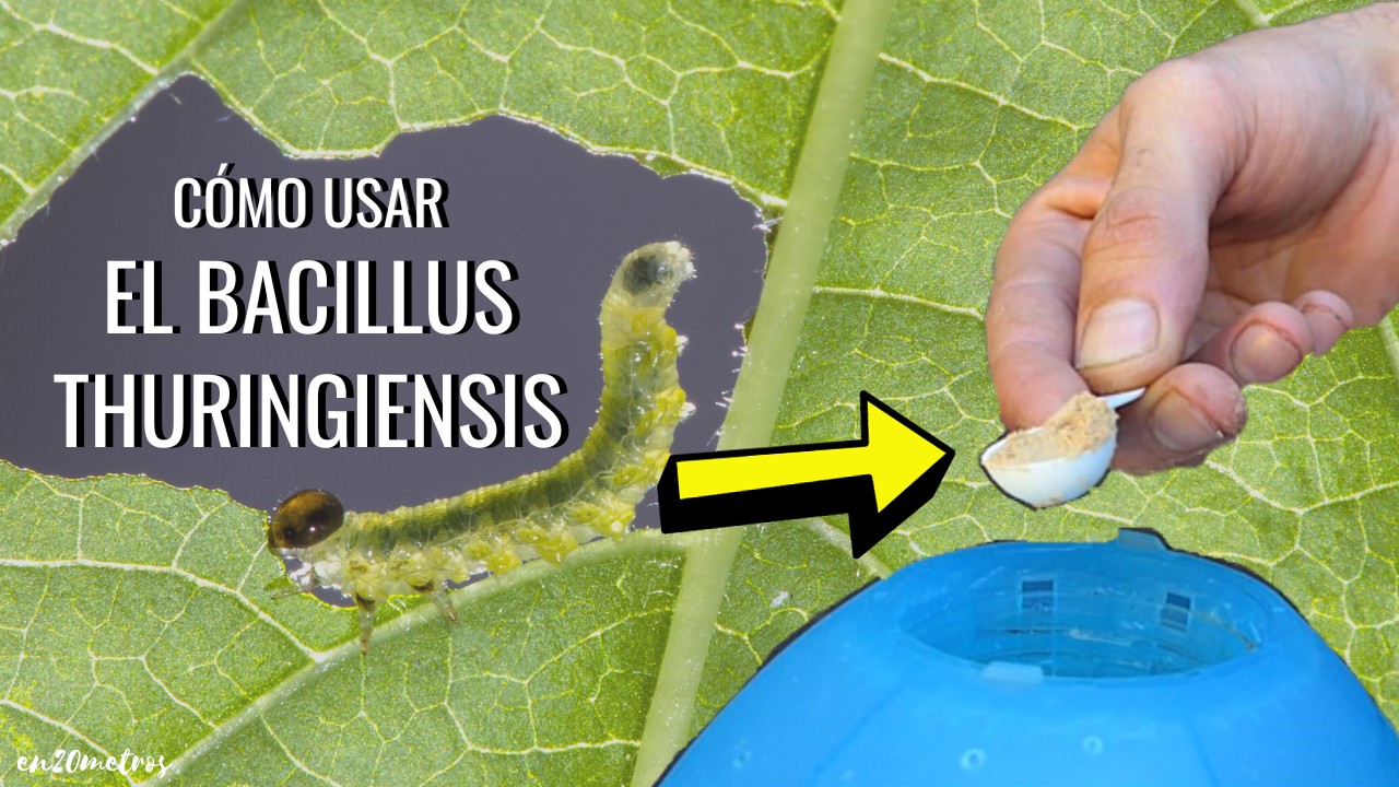 Cómo hacer Bacillus thuringiensis casero - Nucleo Jardin