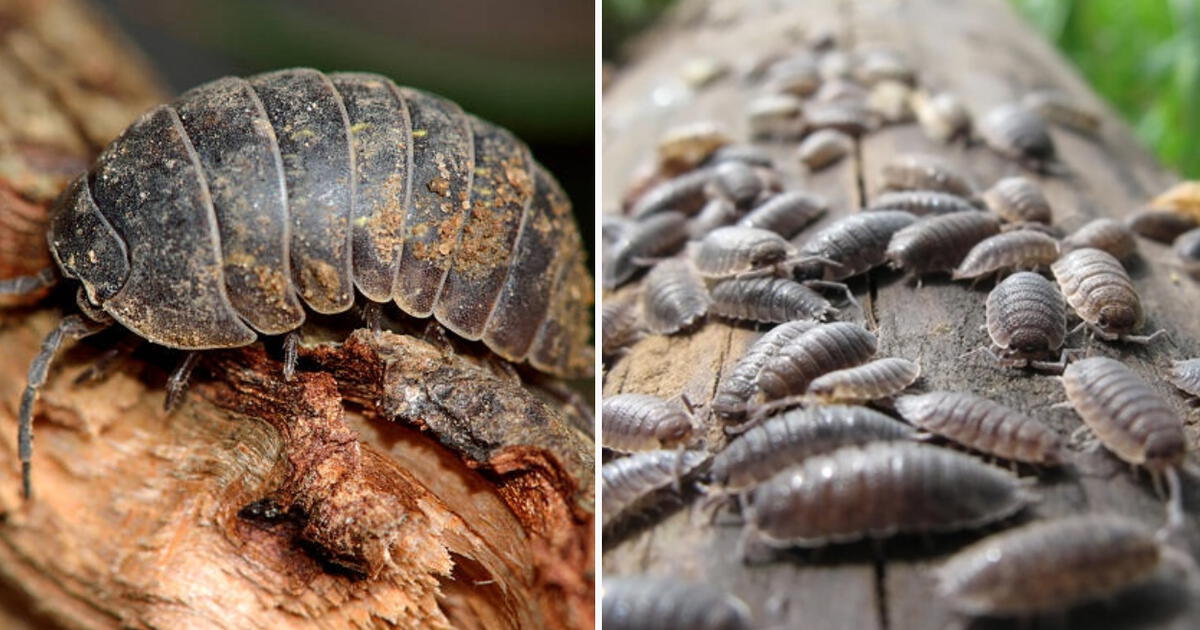 ¿Cómo se reproduce el chanchito de tierra? - Nucleo Jardin