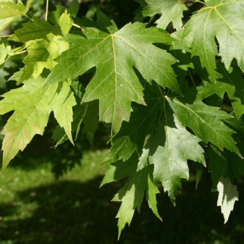 Características del arbol de maple mexicano - Nucleo Jardin