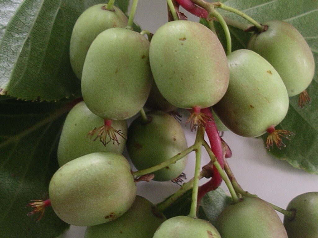 Fruta similar al kiwi pero de color blanco - Nucleo Jardin