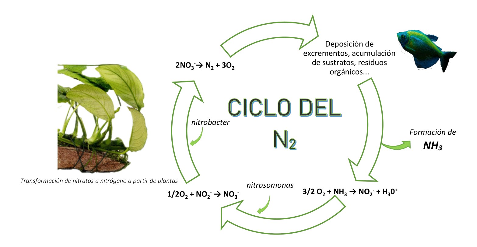 ¿Para qué sirve el amonio en las plantas? - Nucleo Jardin
