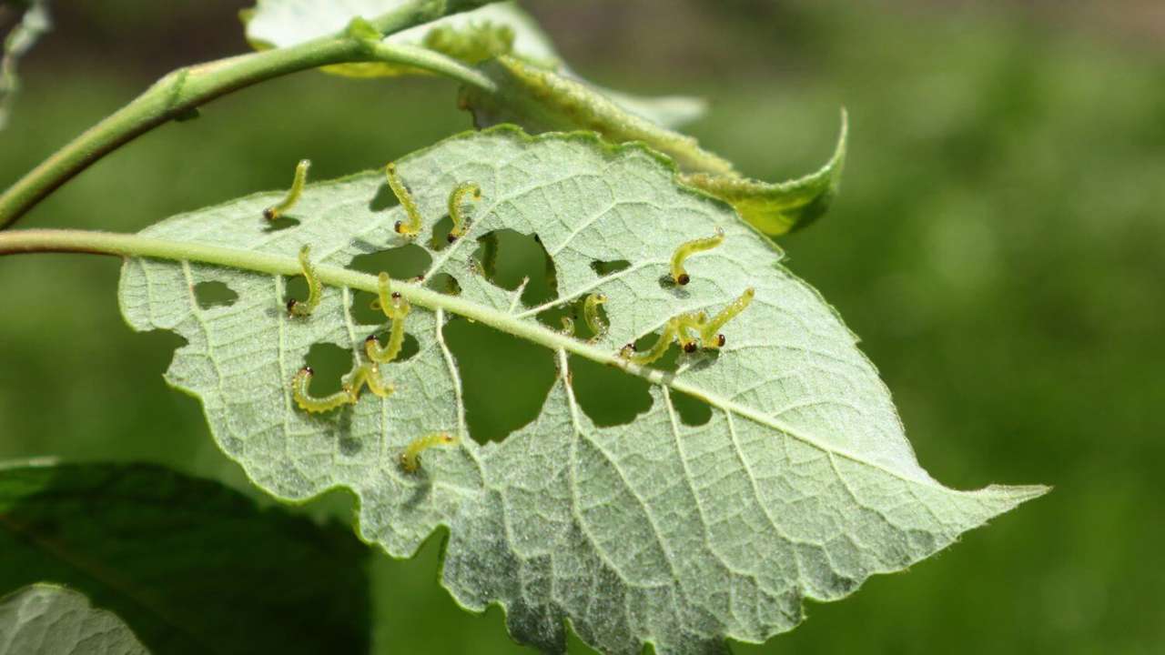 Plagas de gusanos en las plantas de interior - Nucleo Jardin