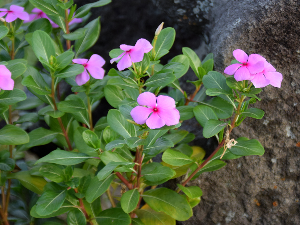 Características de Catharanthus roseus - Nucleo Jardin