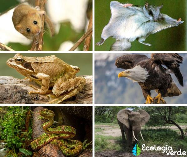 Animales que viven en la zona cálida - Nucleo Jardin
