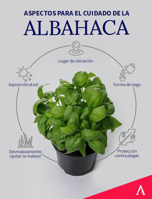 Cuidados para una planta de albahaca - Nucleo Jardin