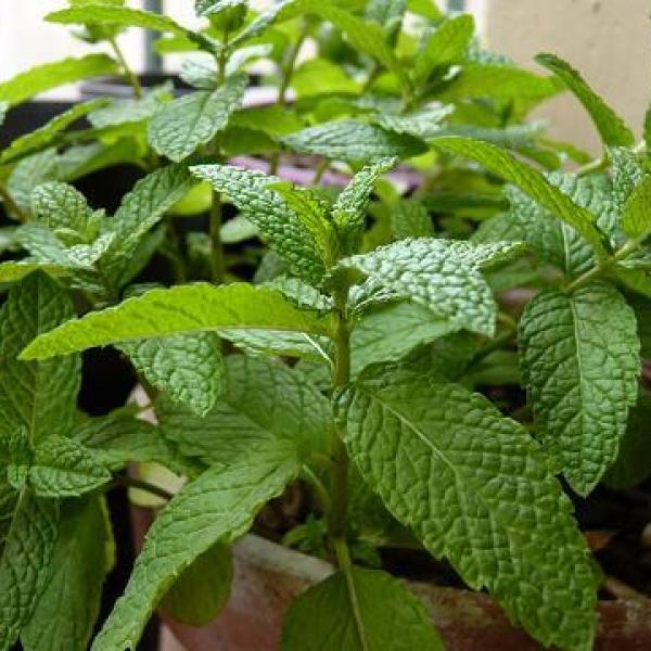 ¿Cada cuánto se riega la hierbabuena? - Nucleo Jardin